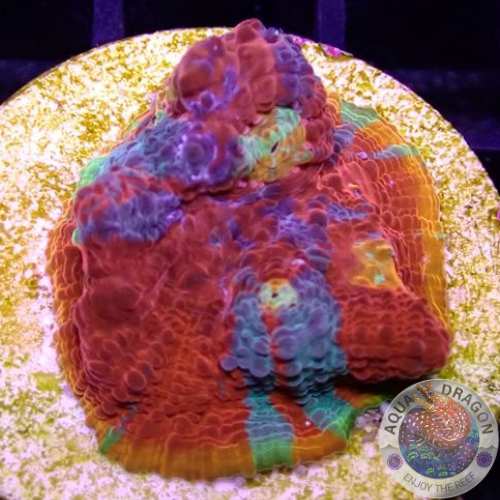 Echinophyllia aspera „Rainbow Bugatti“ 🌈 WYSIWYG – Aqua Dragon