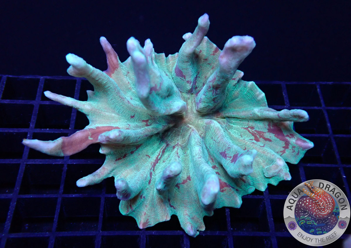 Pectinia spp. „Air Force“ WYSIWYG „AD Special“ – Aqua Dragon