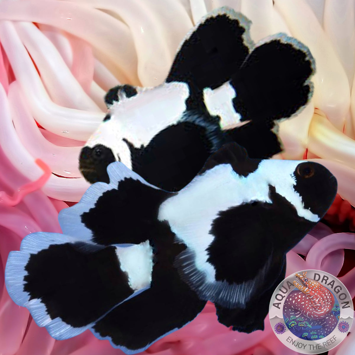 Amphiprion ocellaris „Longfin Phantom Clownfisch“ Paar Nachzucht – Aqua ...