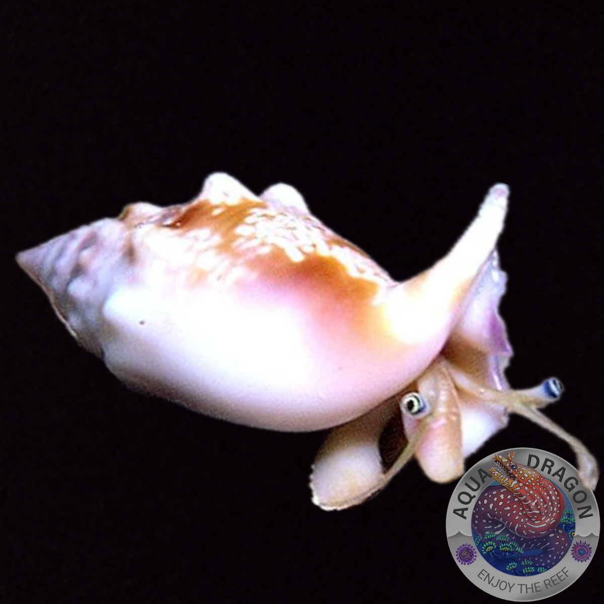 Strombus bulla „Blasen-Flügelschnecke“ – Aqua Dragon