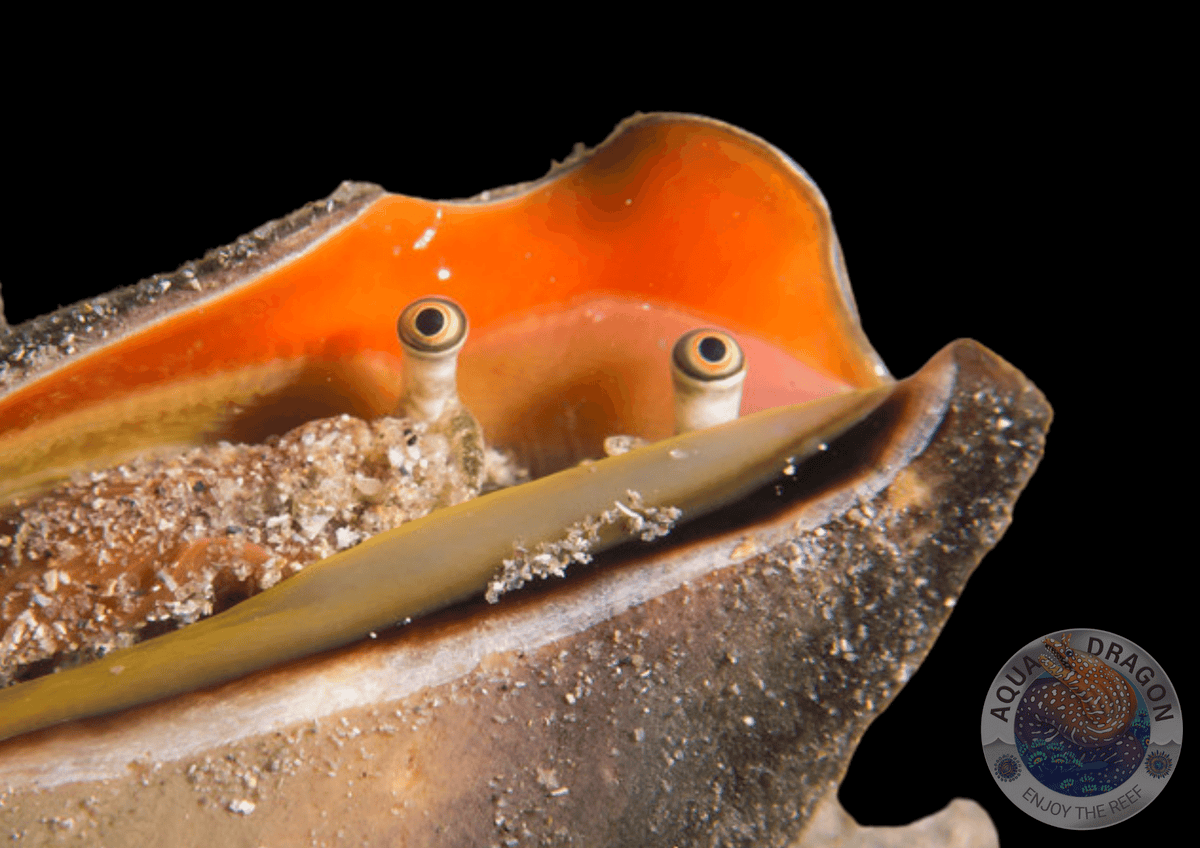 Conomurex luhuanus „Fechterschnecke“ – Aqua Dragon