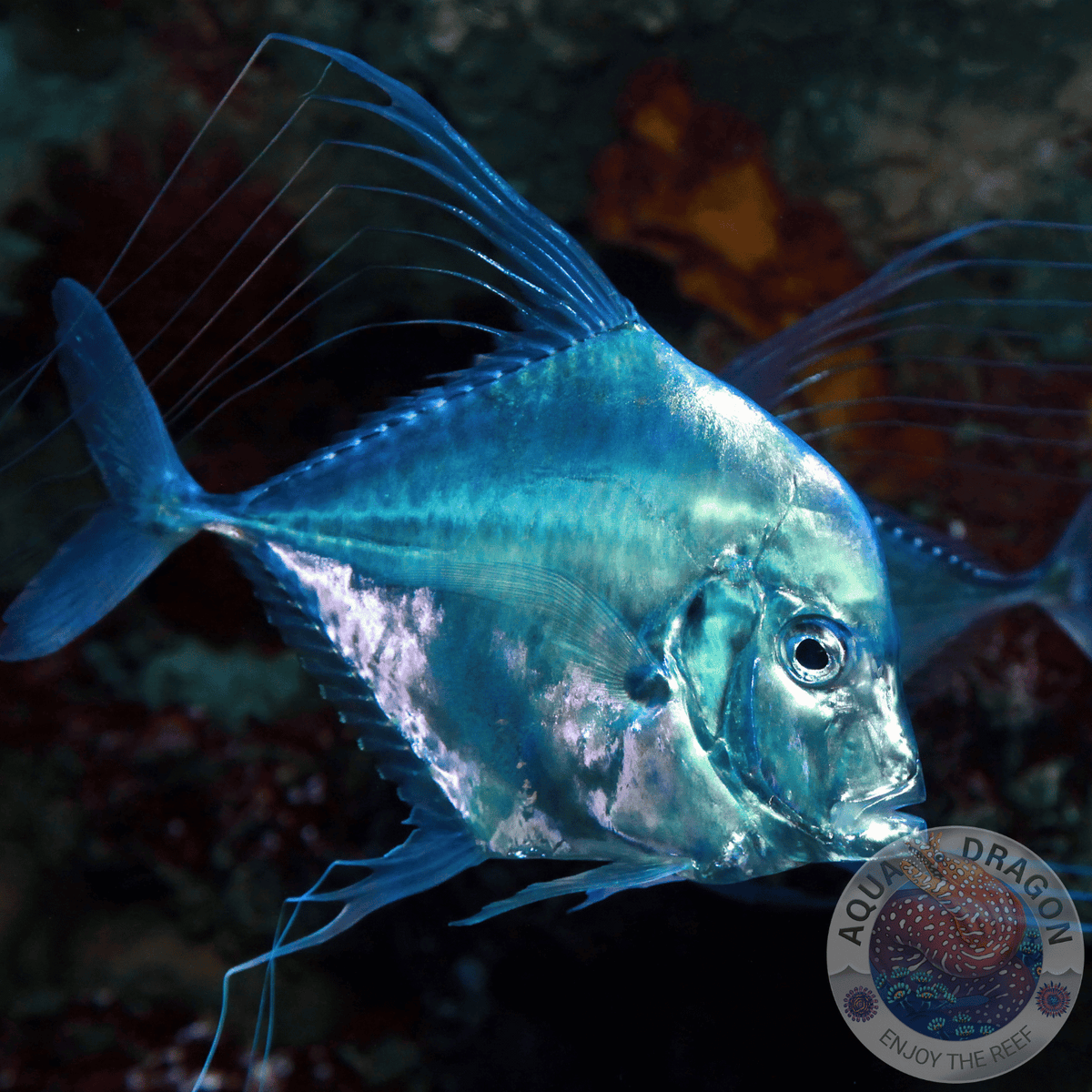 Alectis indicus “Indische Fadenmakrele” – Aqua Dragon